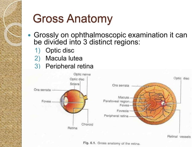 Anatomy of retina | PPTX | Eye and Vision Conditions | Diseases and Conditions