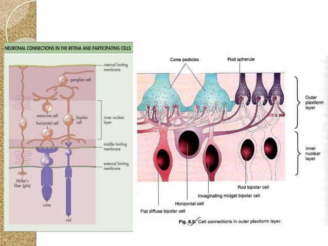Anatomy of retina | PPTX | Eye and Vision Conditions | Diseases and ...