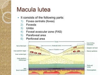 Anatomy of retina | PPTX