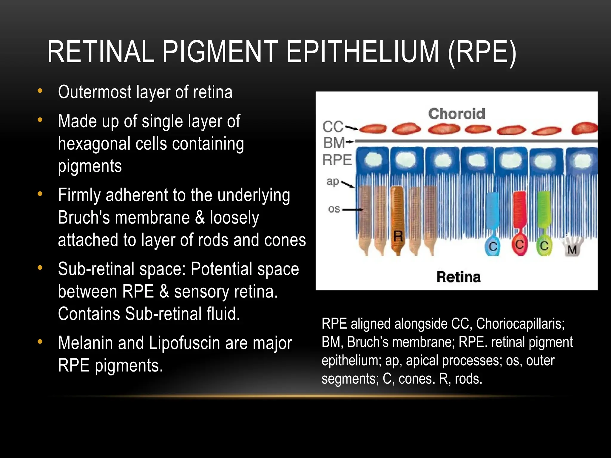 Anatomy of Retina and Visual pathway.pptx