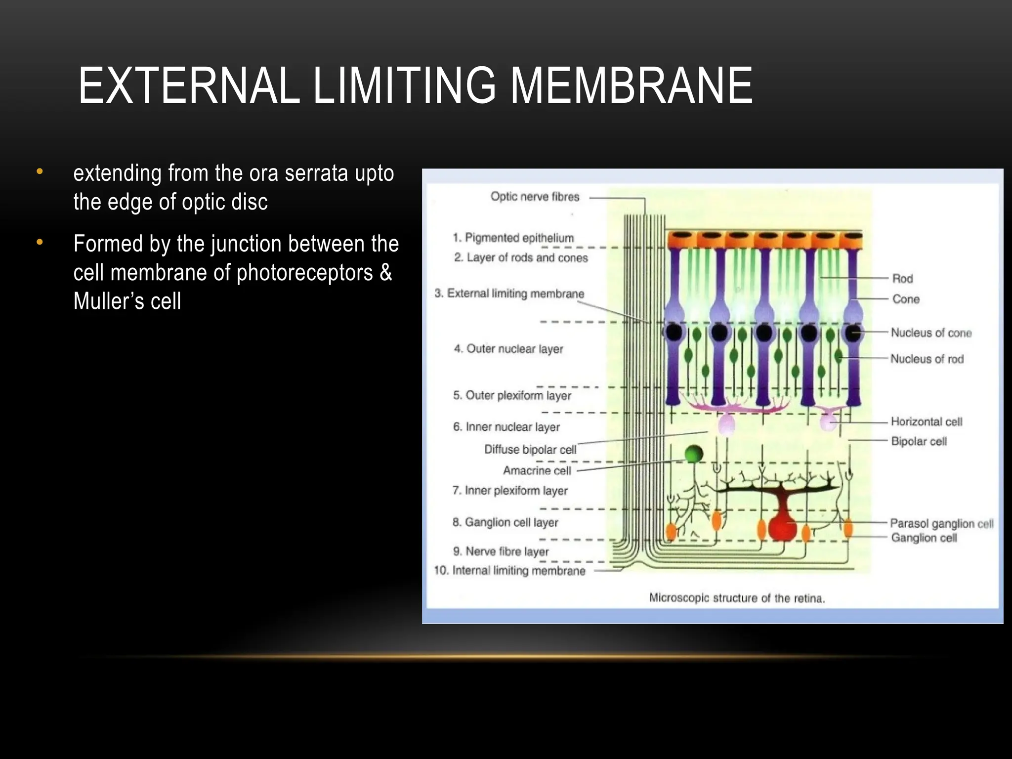 Anatomy of Retina and Visual pathway.pptx