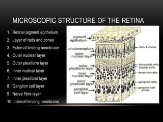Anatomy of Retina and Visual pathway.pptx