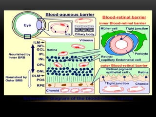 Anatomy of Retina and Visual pathway.pptx