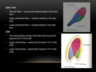 Anatomy of Retina and Visual pathway.pptx