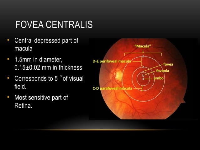 Anatomy of Retina and Visual pathway.pptx