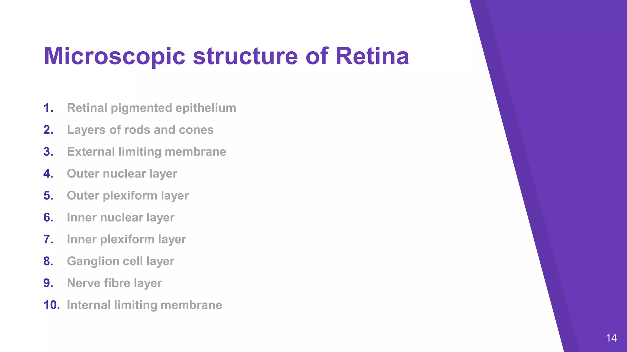 Anatomy of Retina by Robin Singh ( BMCO ) | PPTX
