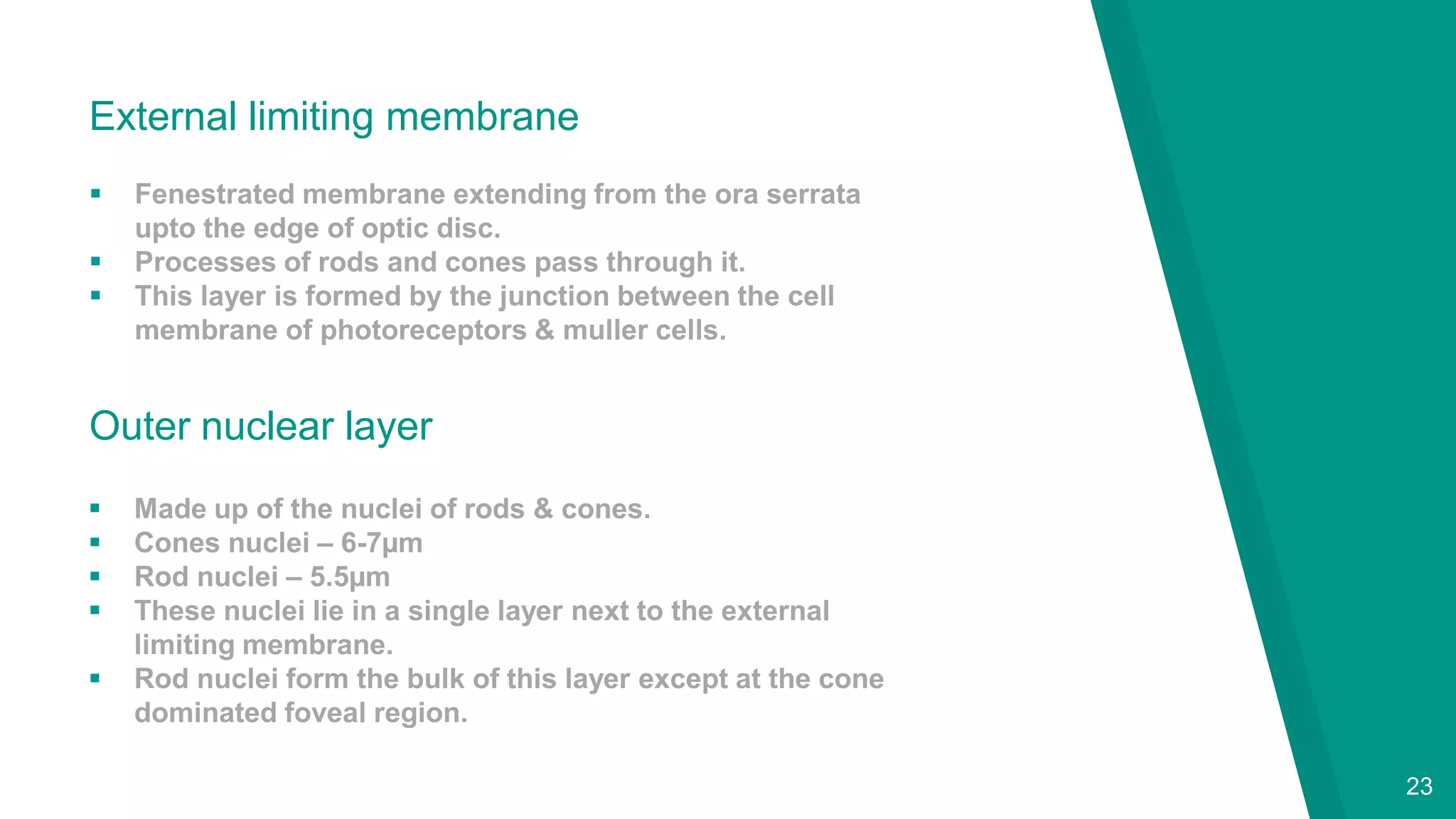 Anatomy of Retina by Robin Singh ( BMCO ) | PPTX