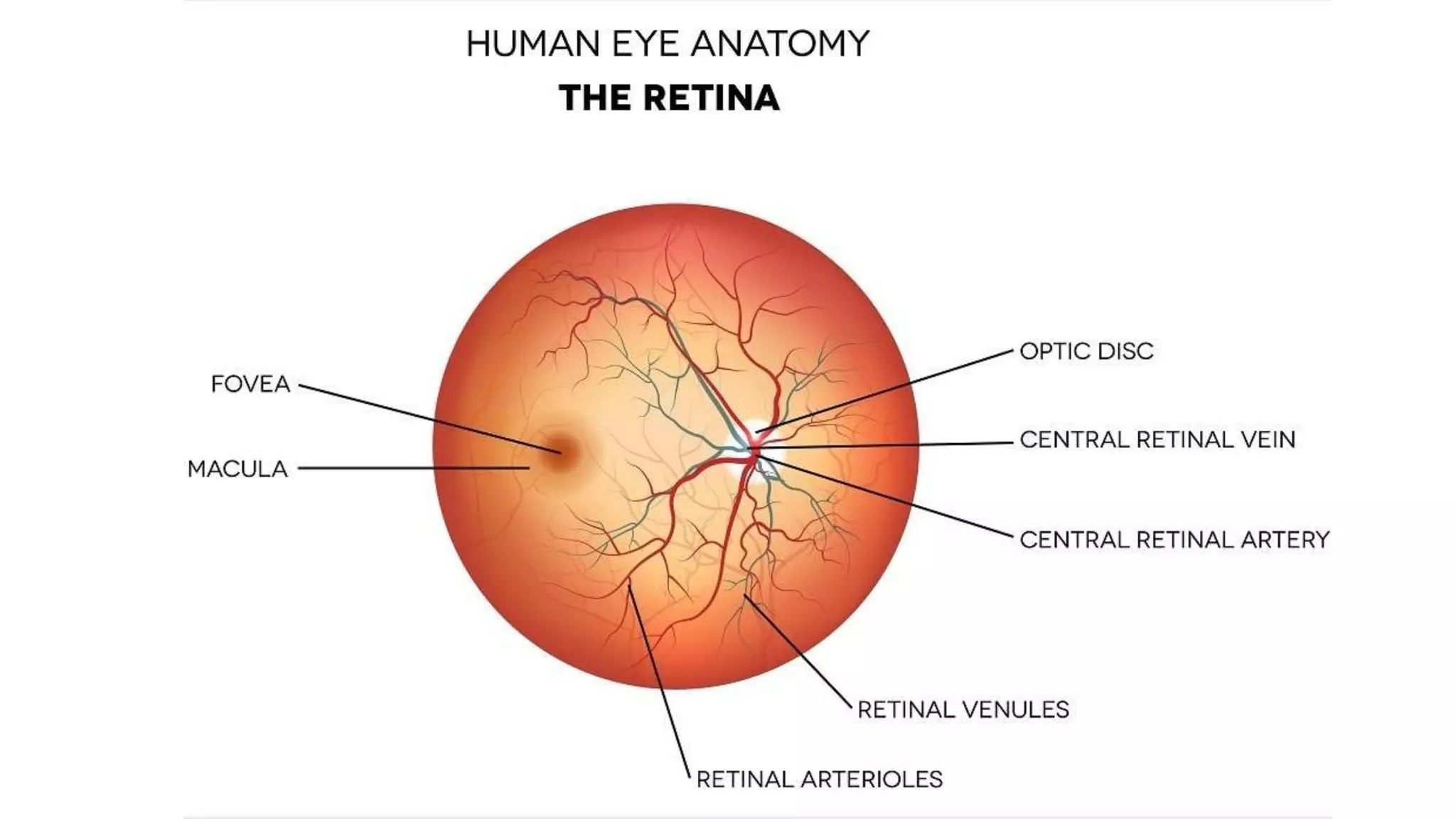 Anatomy of Retina by Robin Singh ( BMCO ) | PPTX