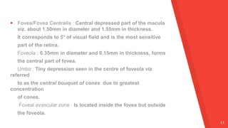 Anatomy of Retina by Robin Singh ( BMCO ) | PPT