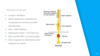 Anatomy of Retina by Robin Singh ( BMCO ) | PPT