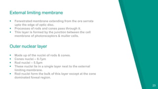 Anatomy of Retina by Robin Singh ( BMCO ) | PPTX