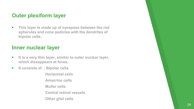 Anatomy Of Retina By Robin Singh Bmco Ppt