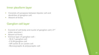 Anatomy of Retina by Robin Singh ( BMCO ) | PPT