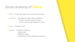 Anatomy of Retina by Robin Singh ( BMCO ) | PPT