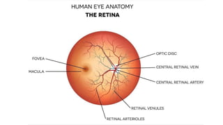 Anatomy of Retina by Robin Singh ( BMCO ) | PPTX