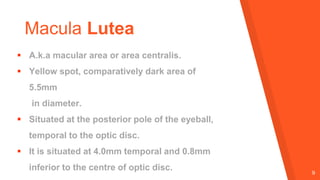Anatomy of Retina by Robin Singh ( BMCO ) | PPT