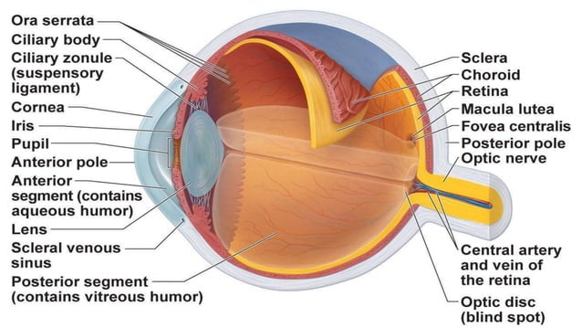 Anatomy of Retina by Robin Singh ( BMCO )