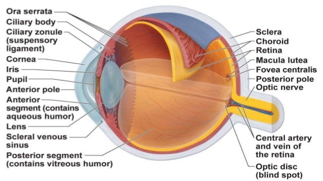 Anatomy of Retina by Robin Singh ( BMCO )