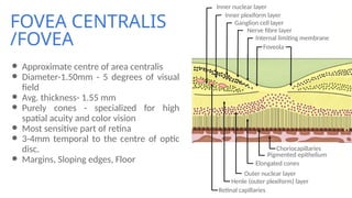 ANATOMY AND PHYSIOLOGY OF THE HUMAN RETINA | PPTX