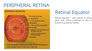 ANATOMY AND PHYSIOLOGY OF THE HUMAN RETINA | PPTX