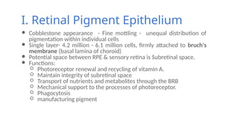 ANATOMY AND PHYSIOLOGY OF THE HUMAN RETINA | PPTX