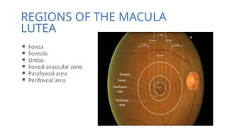 ANATOMY AND PHYSIOLOGY OF THE HUMAN RETINA | PPTX
