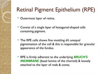 structural and functional Anatomy of retina.pptx
