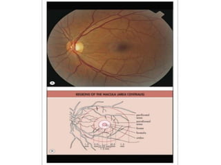 Anatomy of Retina - BRIEF INTRODUCTION ABOUT ANATOMY | PPTX