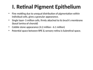 Anatomy of Retina - BRIEF INTRODUCTION ABOUT ANATOMY | PPTX