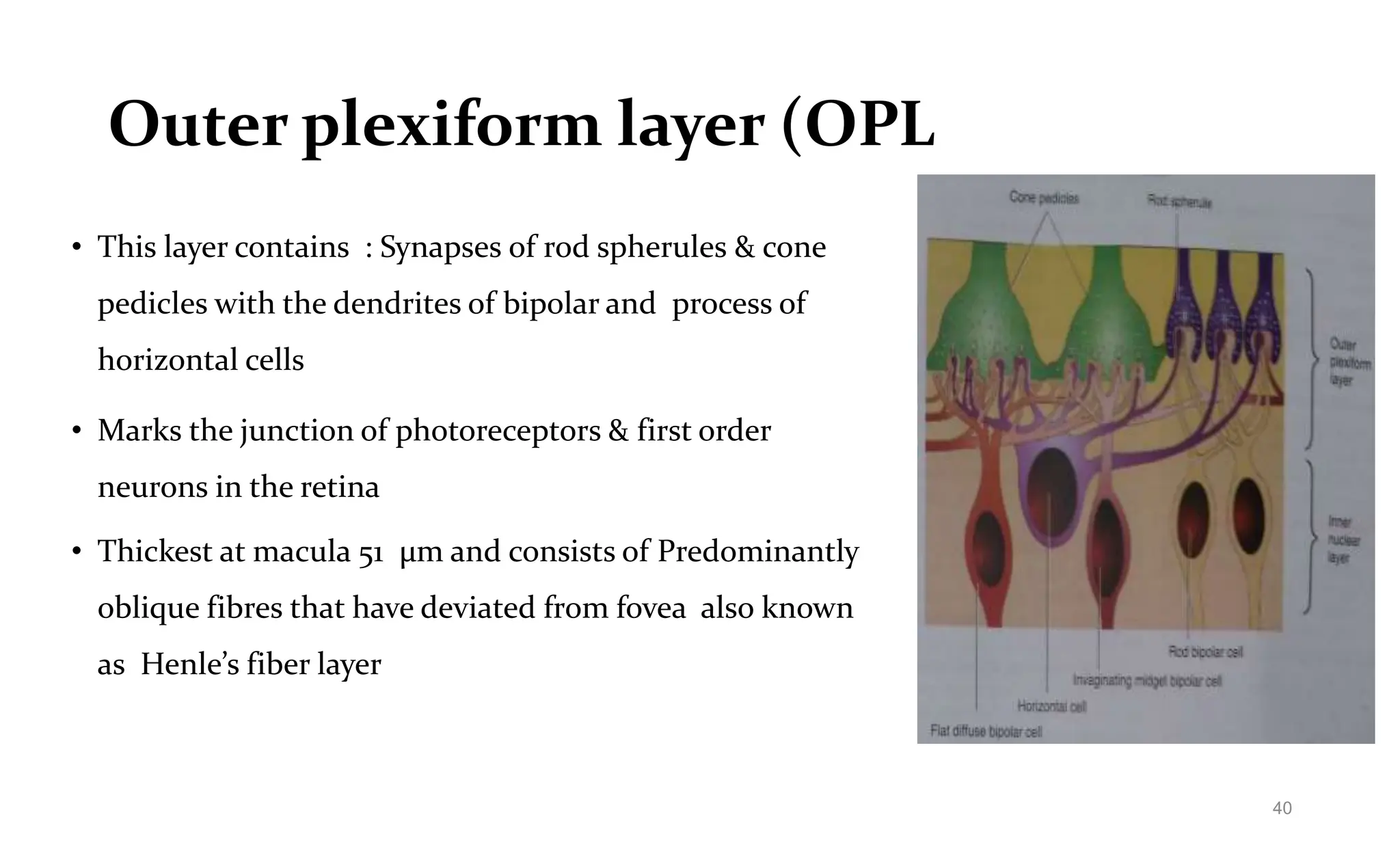 Anatomy of retina power points. I1.ppt