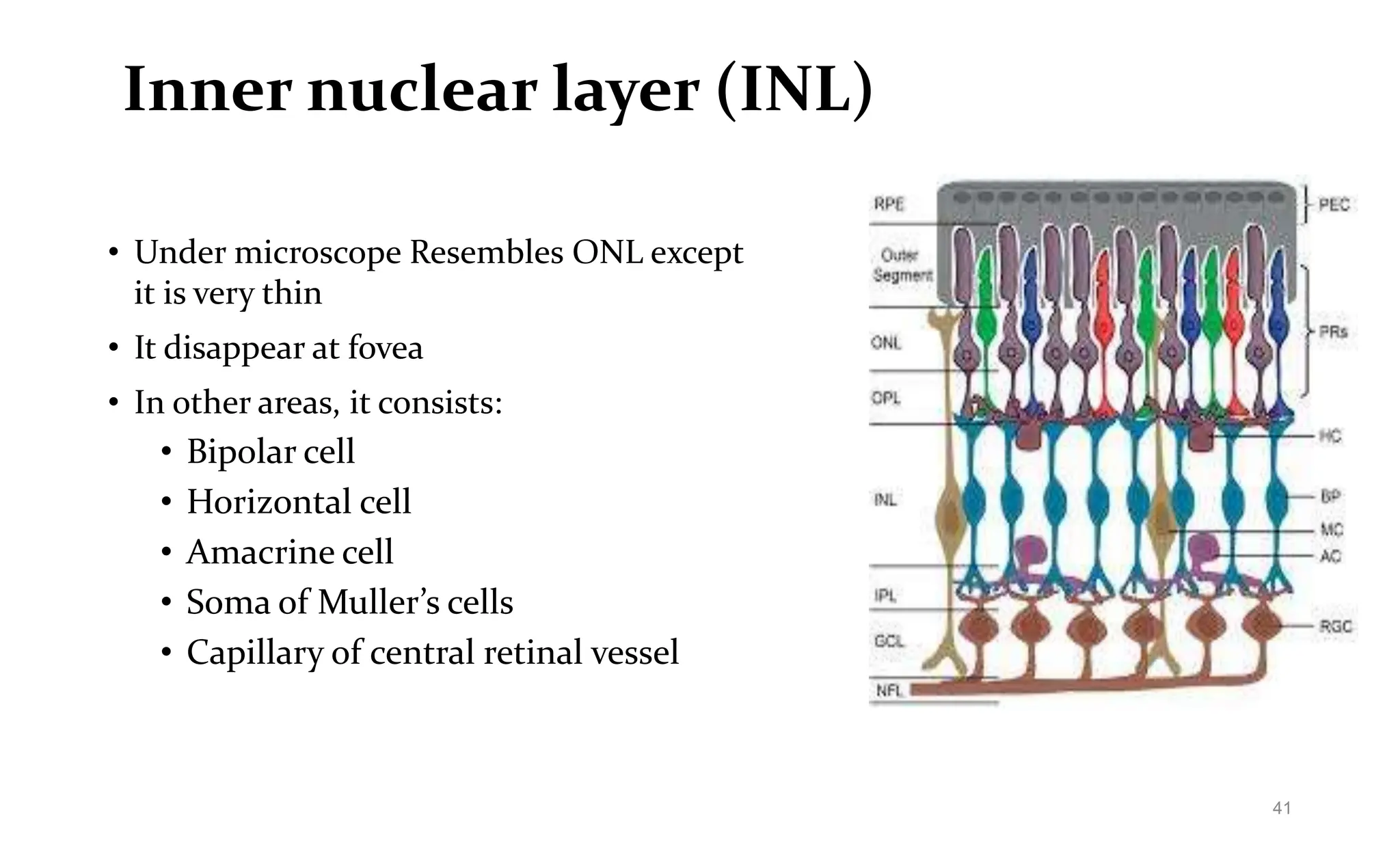 Anatomy of retina power points. I1.ppt