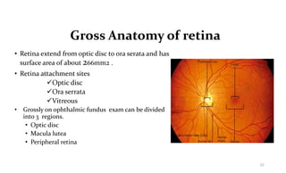 Anatomy of retina power points. I1.ppt