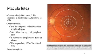 Anatomy of retina power points. I1.ppt