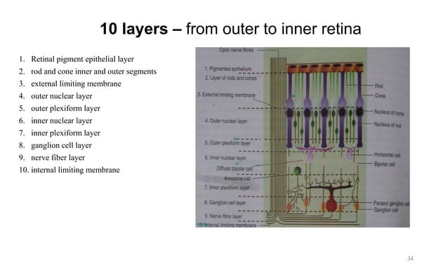 Anatomy of retina power points. I1.ppt