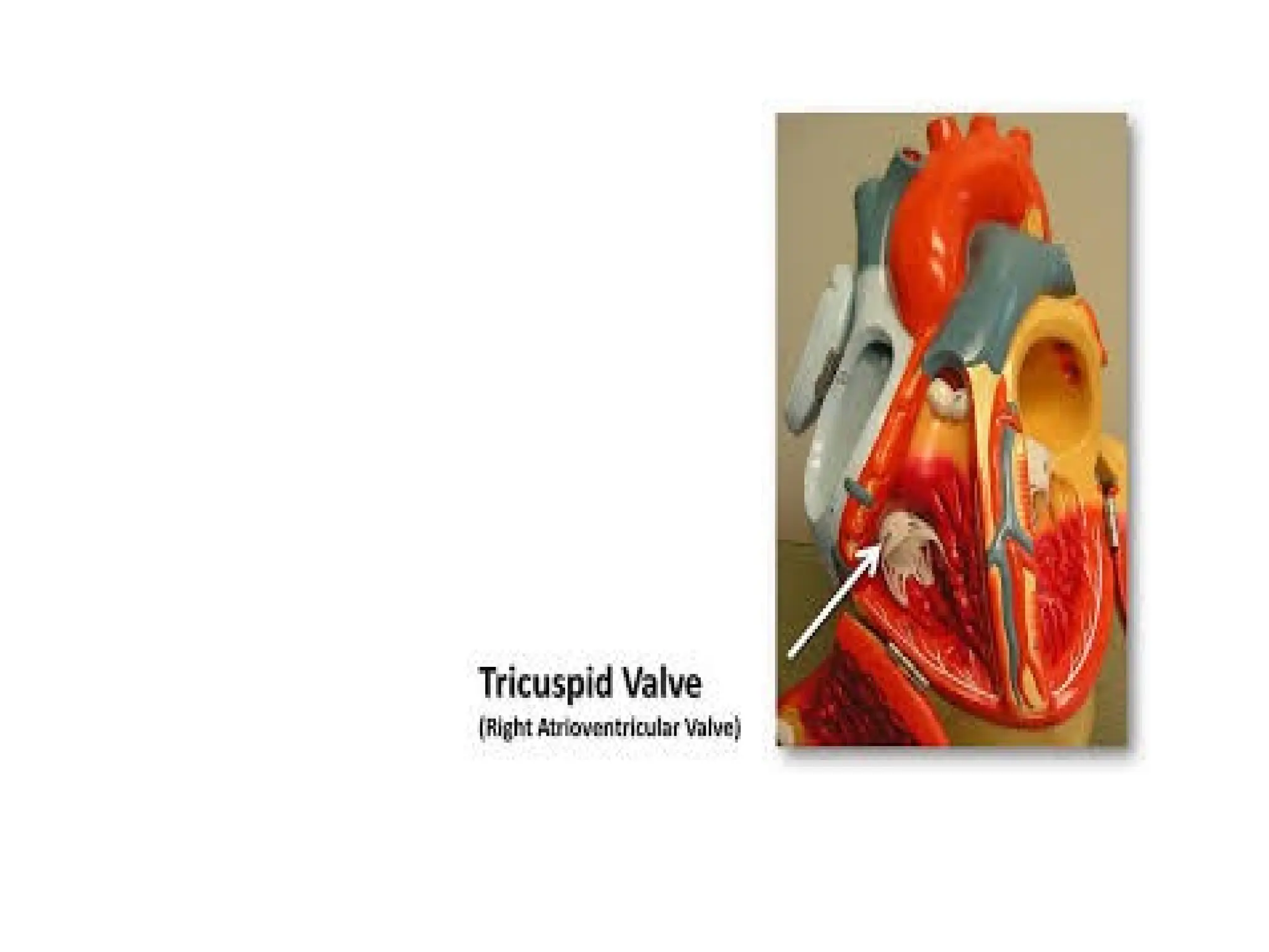 anatomyofrightatrium of heart in detailed | PPT