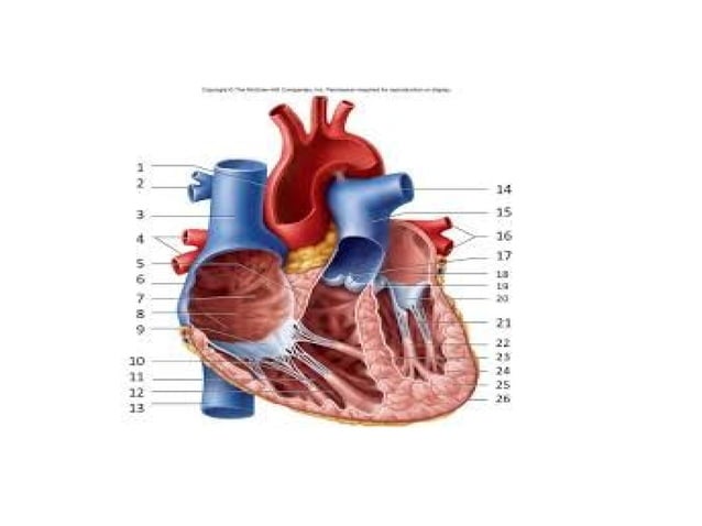 anatomyofrightatrium of heart in detailed | PPT