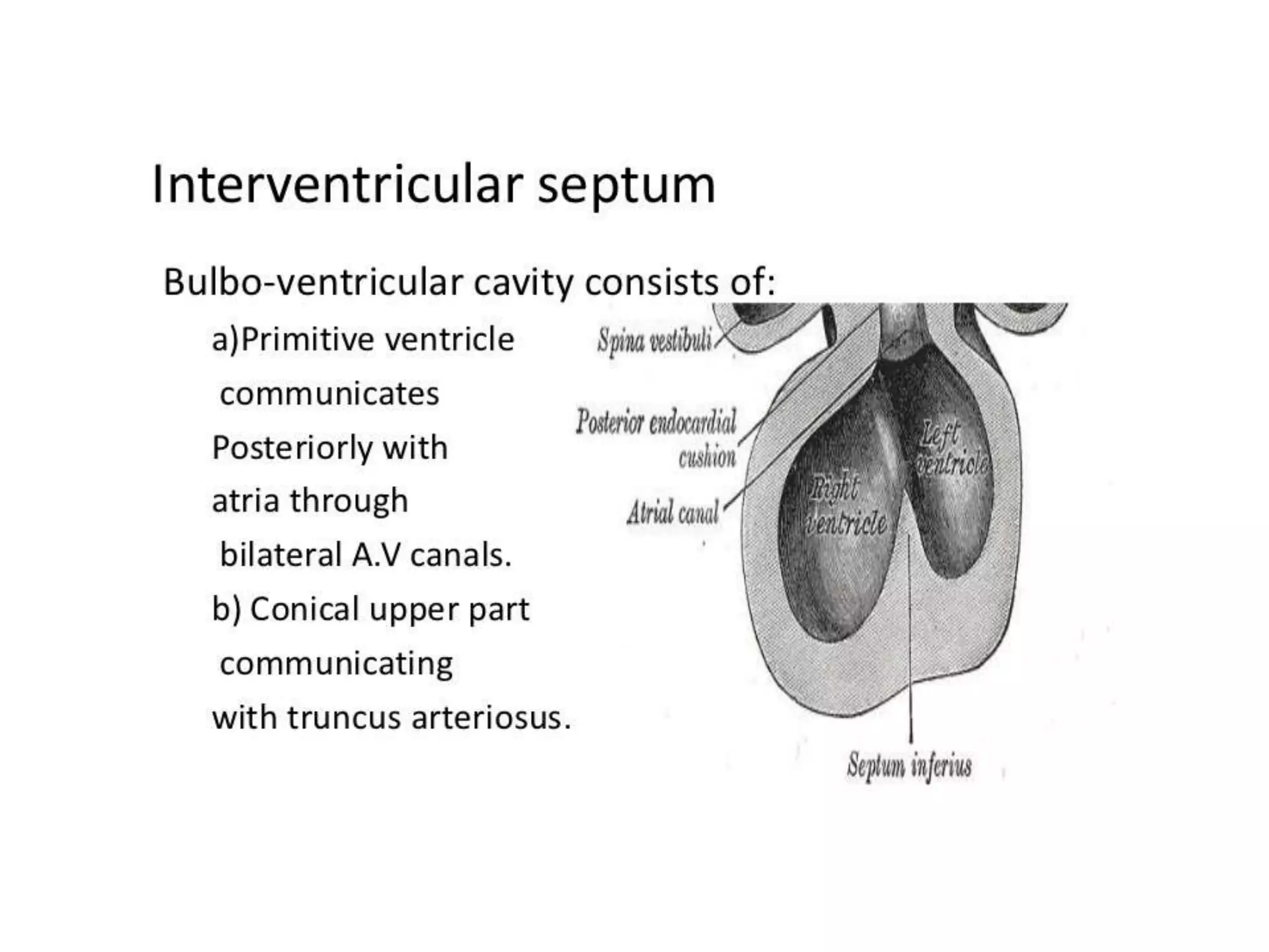 Anatomy of right atrium | PPTX