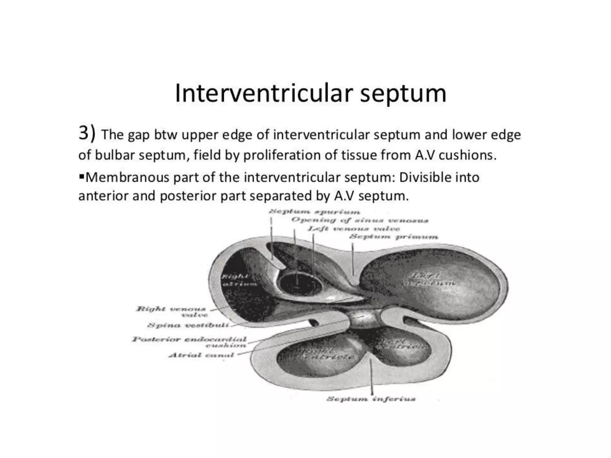 Anatomy of right atrium | PPTX