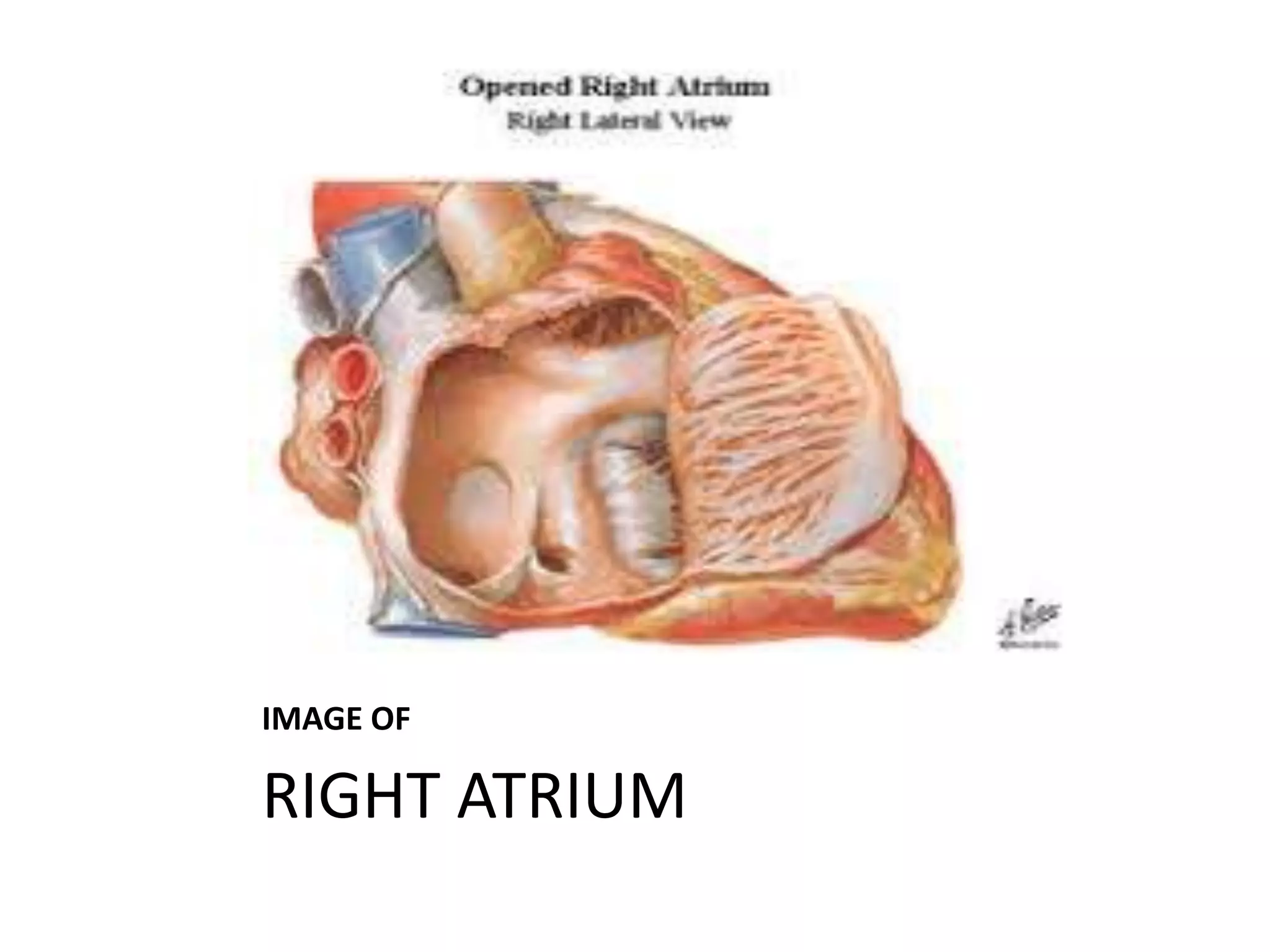 Anatomy of right atrium | PPTX