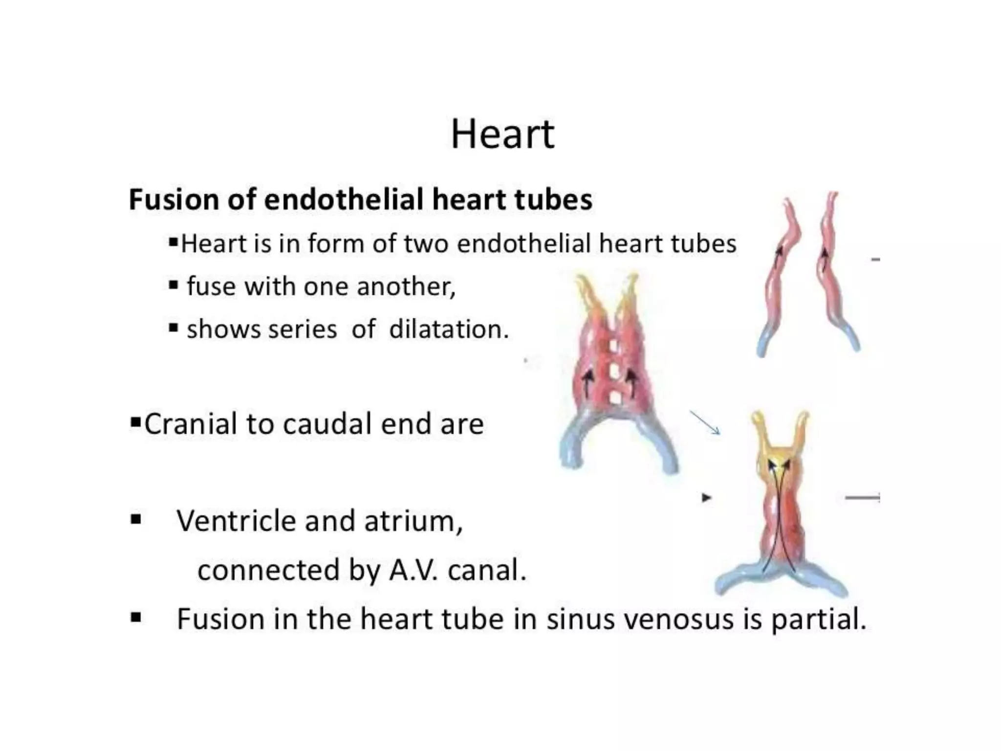 Anatomy of right atrium | PPTX