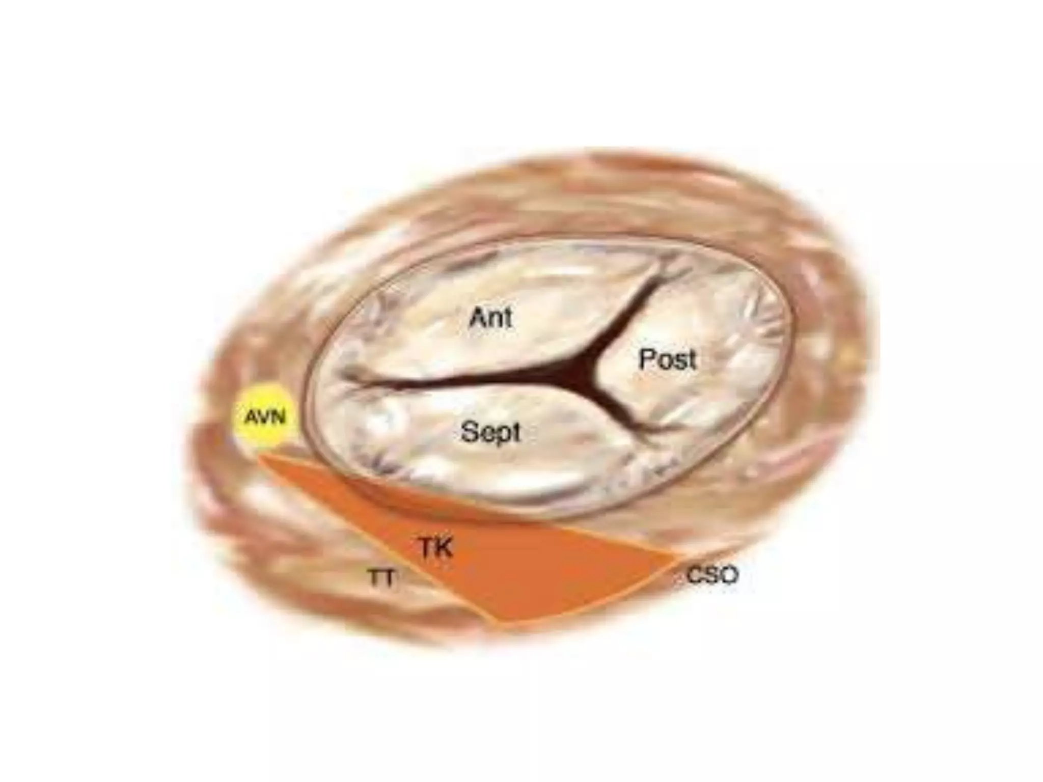 Anatomy of right atrium | PPTX