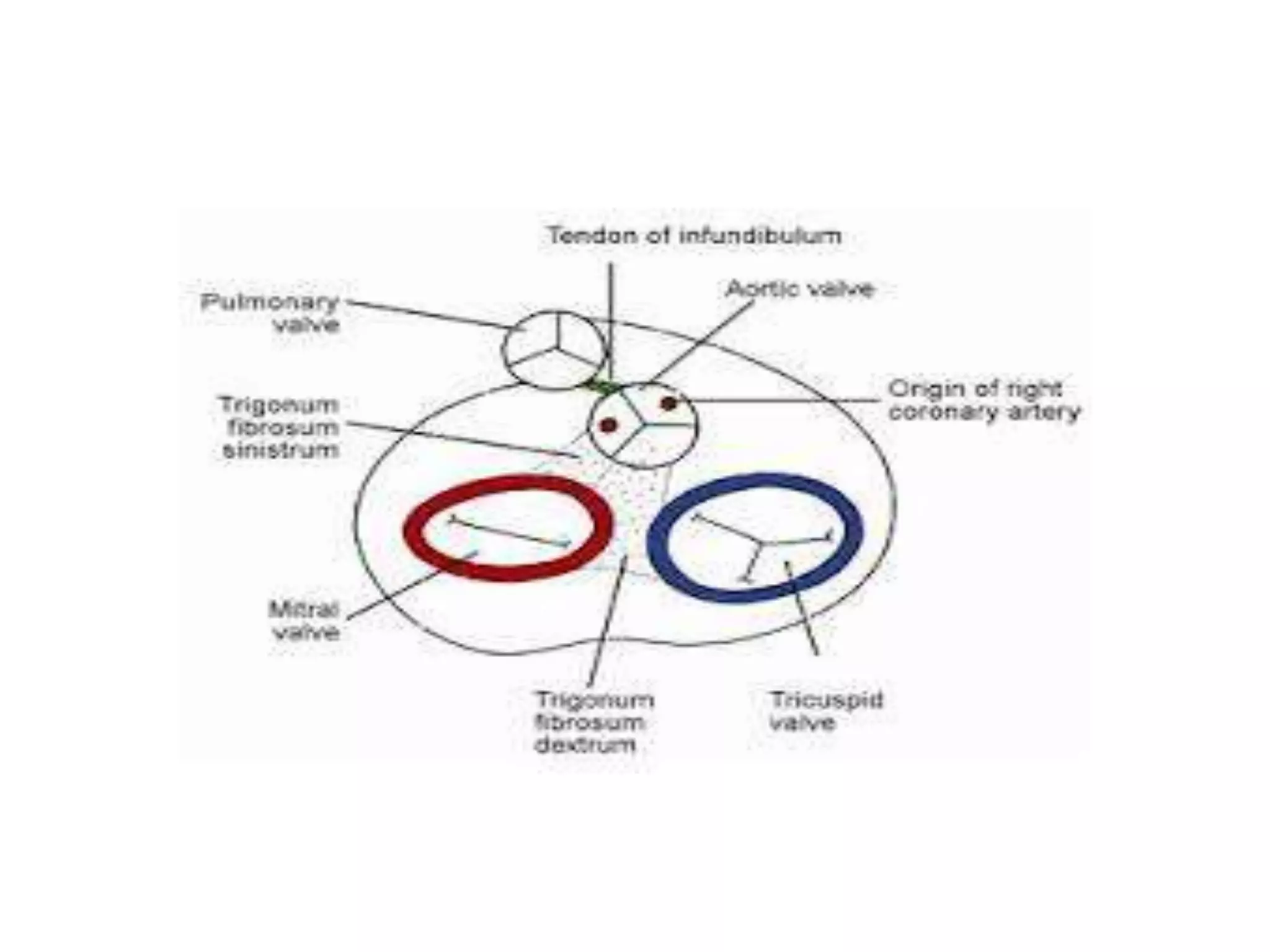 Anatomy of right atrium | PPTX
