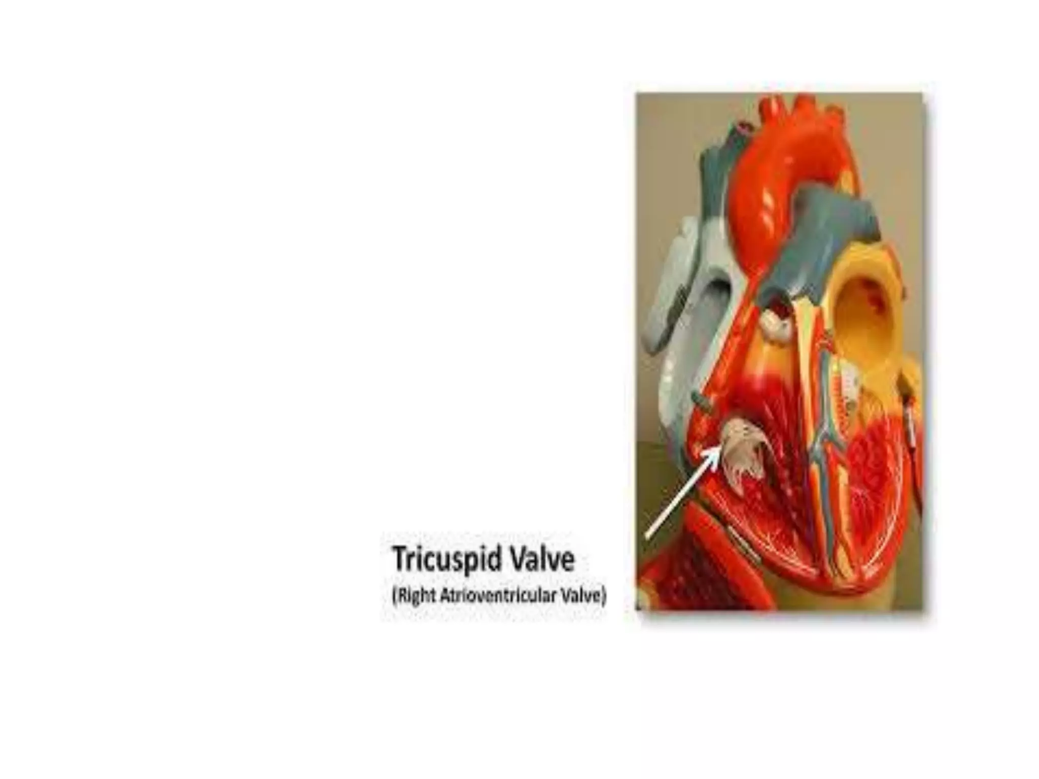 Anatomy of right atrium | PPTX