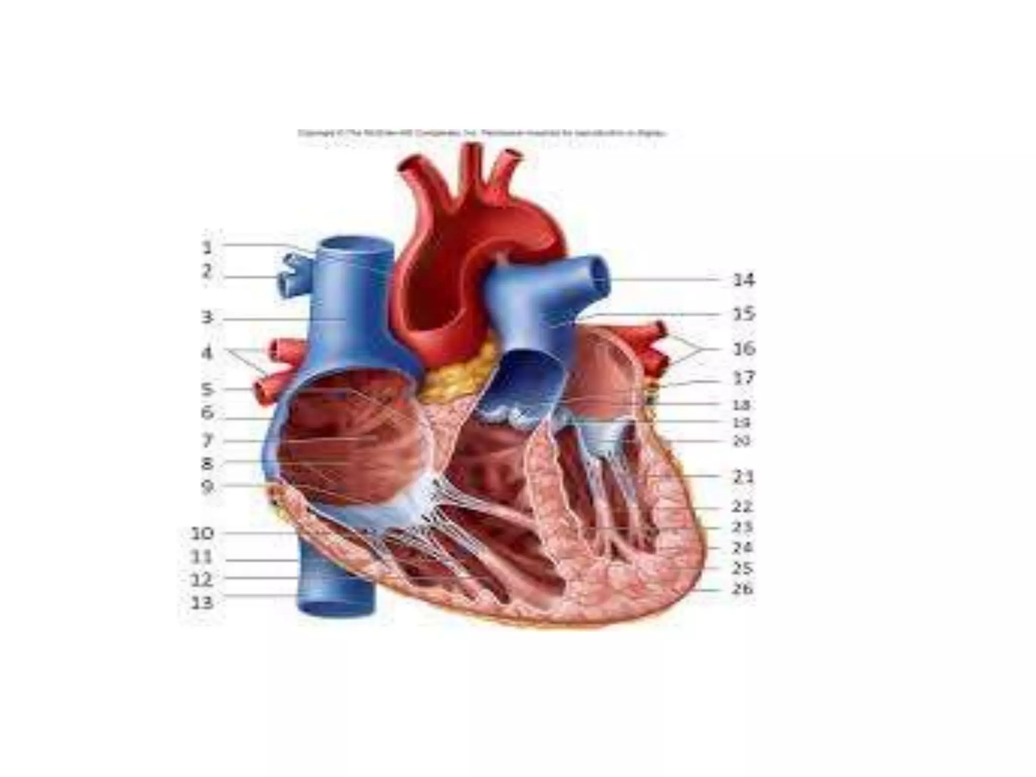 Anatomy of right atrium | PPTX