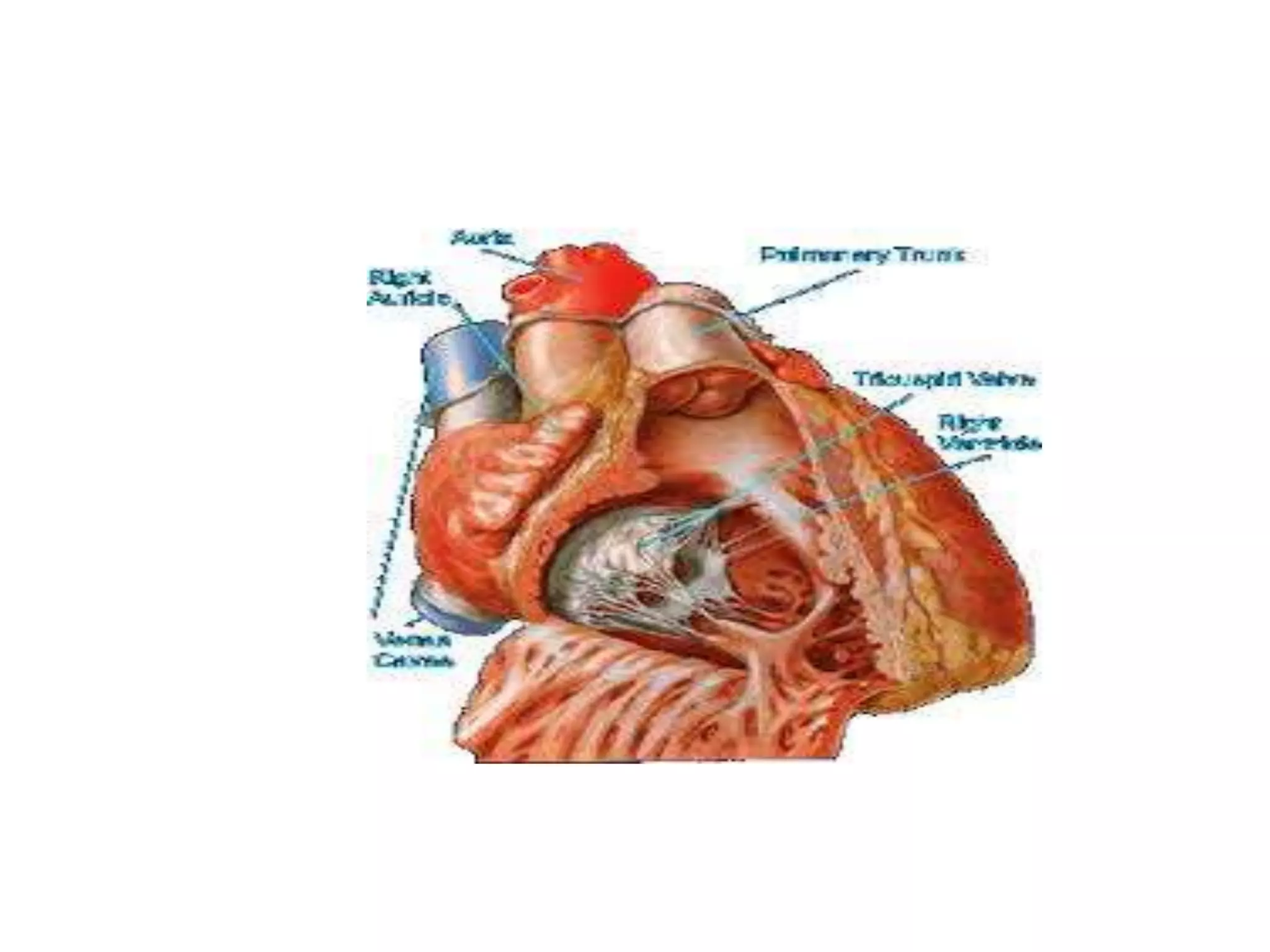 Anatomy of right atrium | PPTX