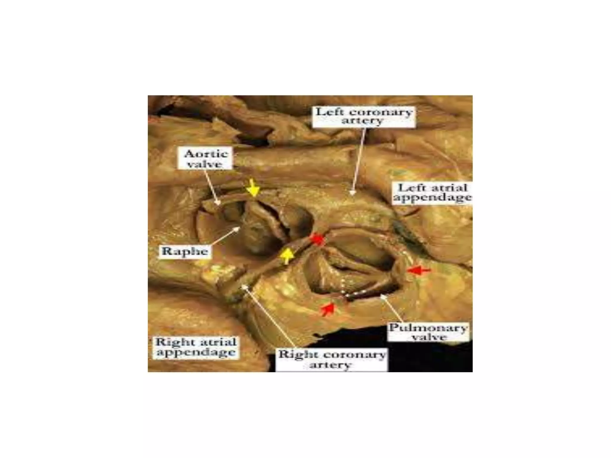 Anatomy of right atrium | PPTX