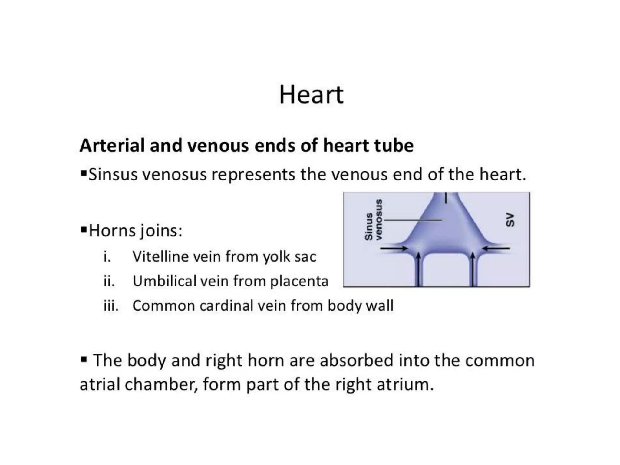 Anatomy of right atrium | PPTX