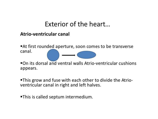 Anatomy of right atrium | PPTX | Heart and Cardiovascular Diseases ...