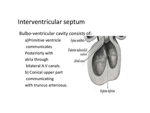 Anatomy of right atrium | PPTX | Heart and Cardiovascular Diseases ...