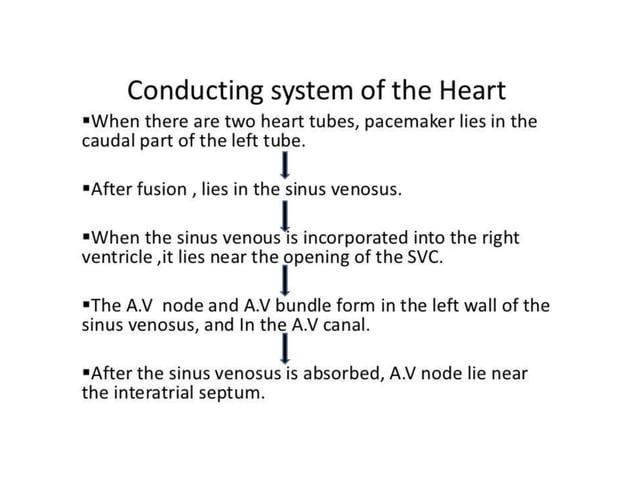 Anatomy of right atrium | PPTX | Heart and Cardiovascular Diseases ...